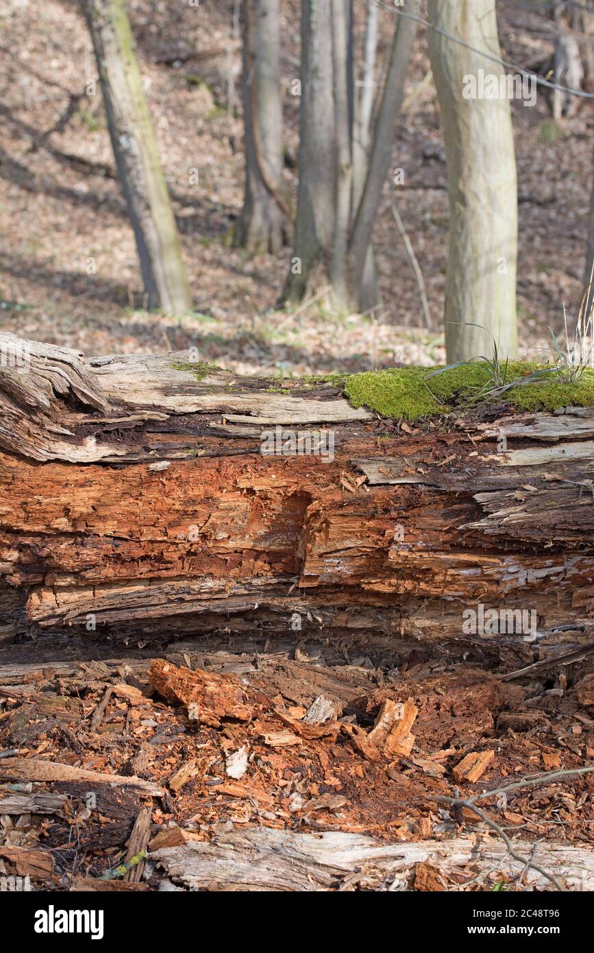 Dead wood in the forest in a close-up Stock Photo - Alamy