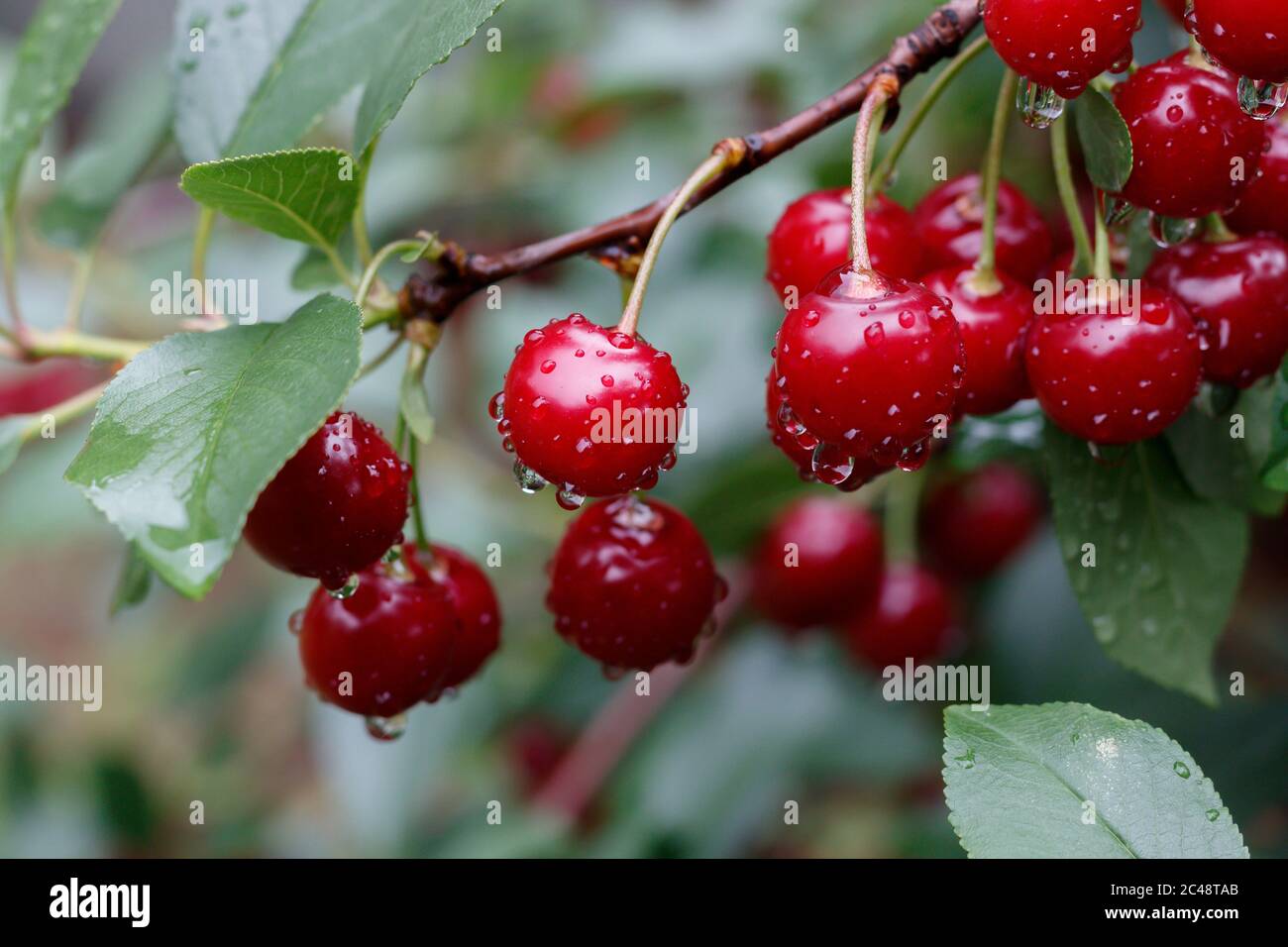 Berry red rain wet drops hi-res stock photography and images - Alamy