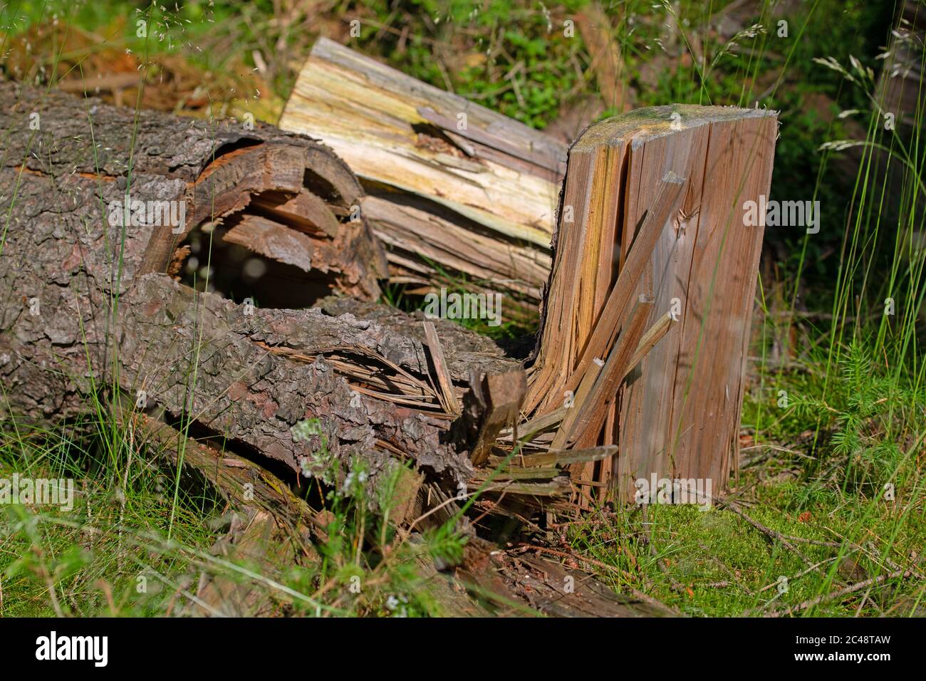 Dead wood in the forest in a close-up Stock Photo - Alamy