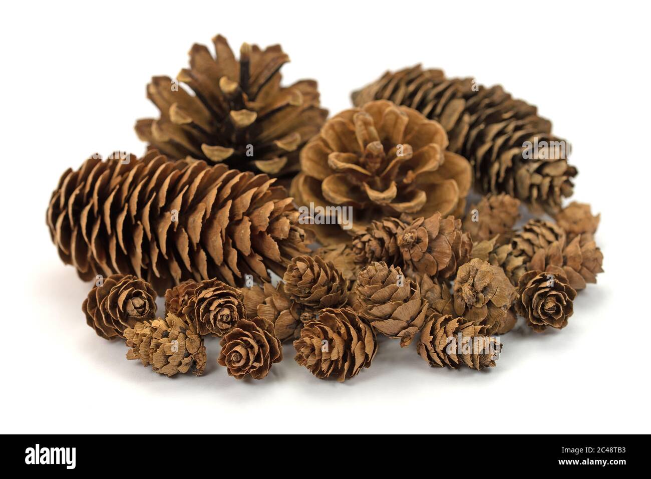 Different cones of conifers against white background Stock Photo - Alamy