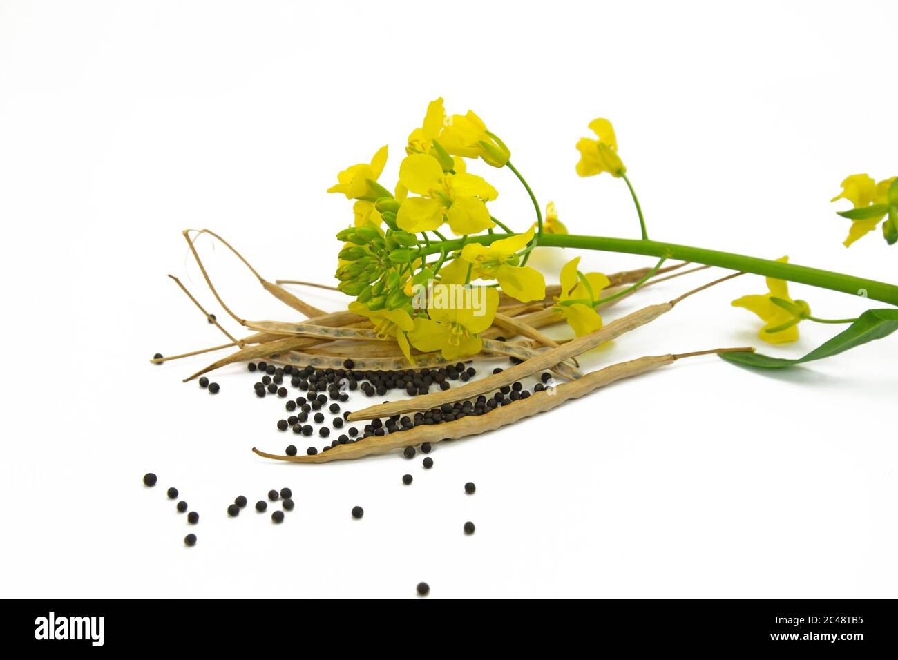 Rapeseed flowers and ripe seeds isolated against a white background ...