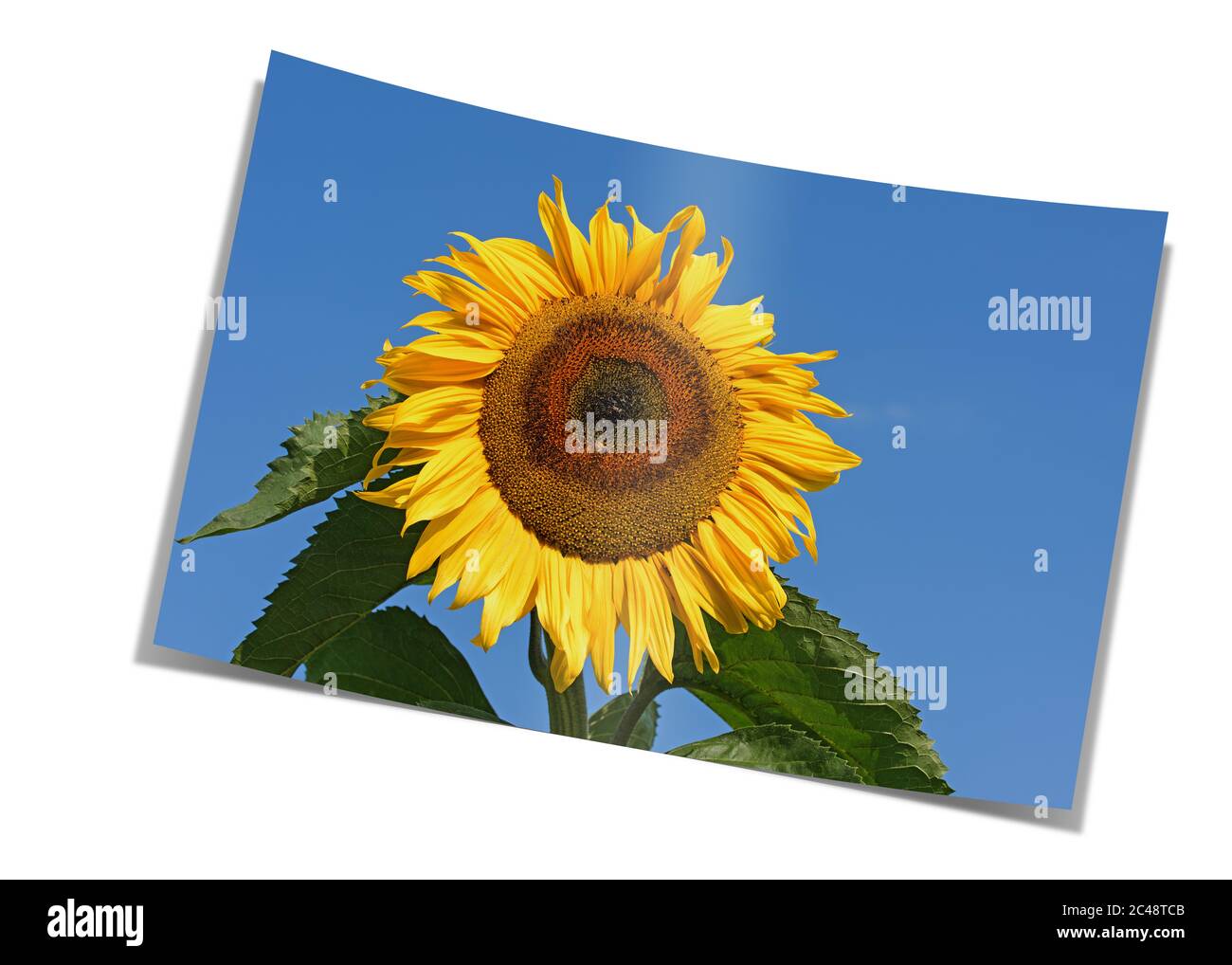 Sunflower blue color Cut Out Stock Images & Pictures - Alamy
