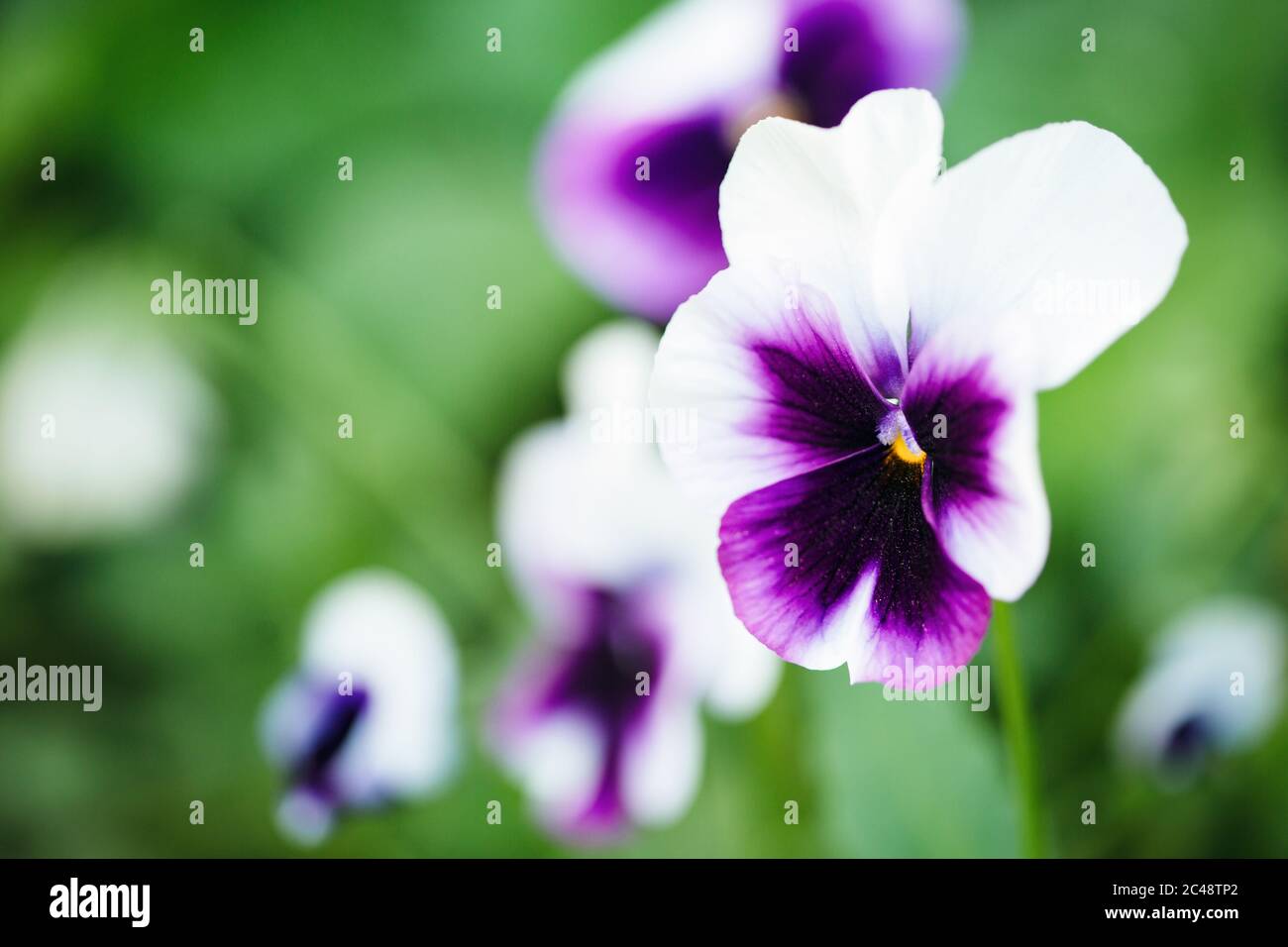 Pansy flower garden hi-res stock photography and images - Alamy