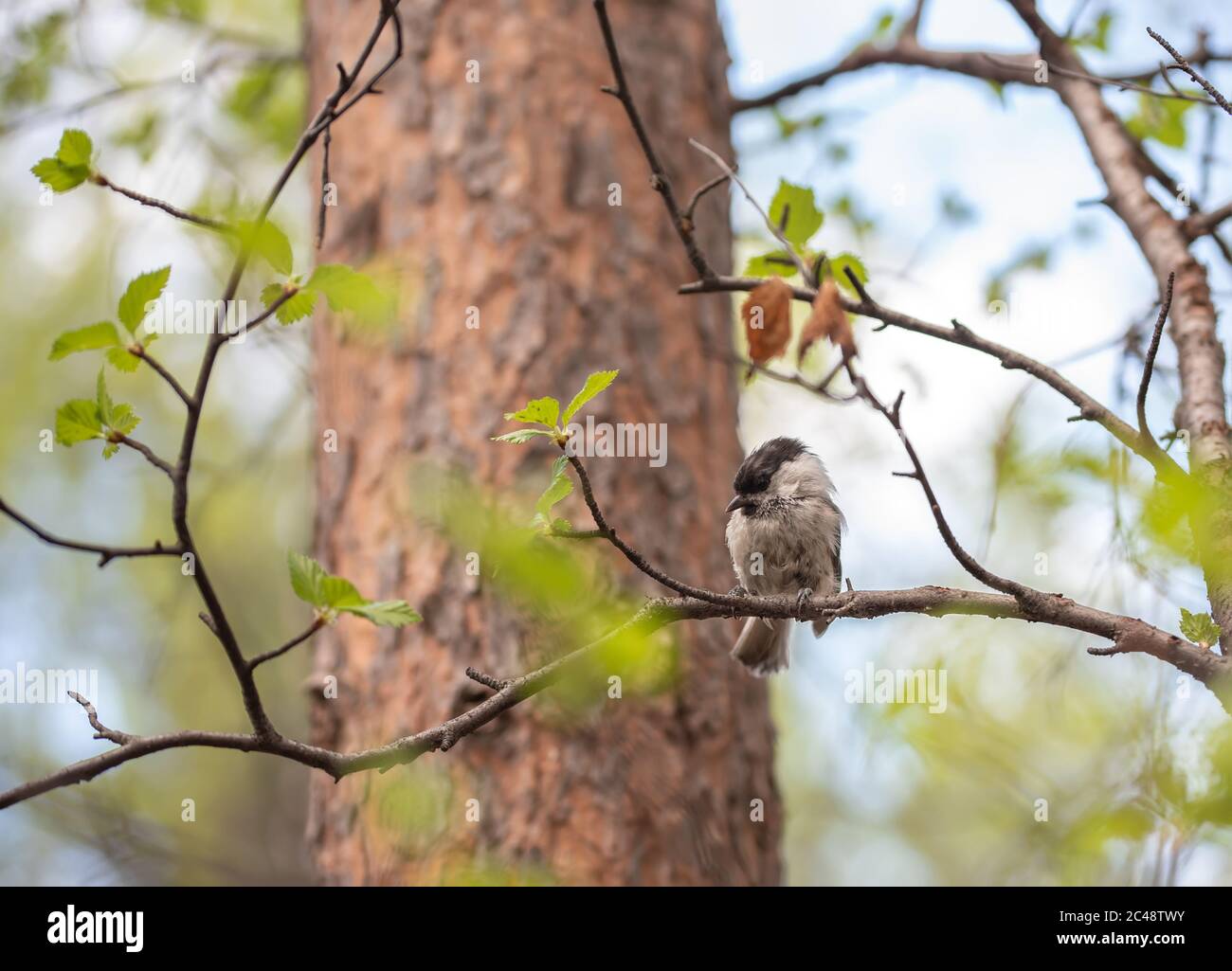 Sparrow sitting on branch spring hi-res stock photography and images ...