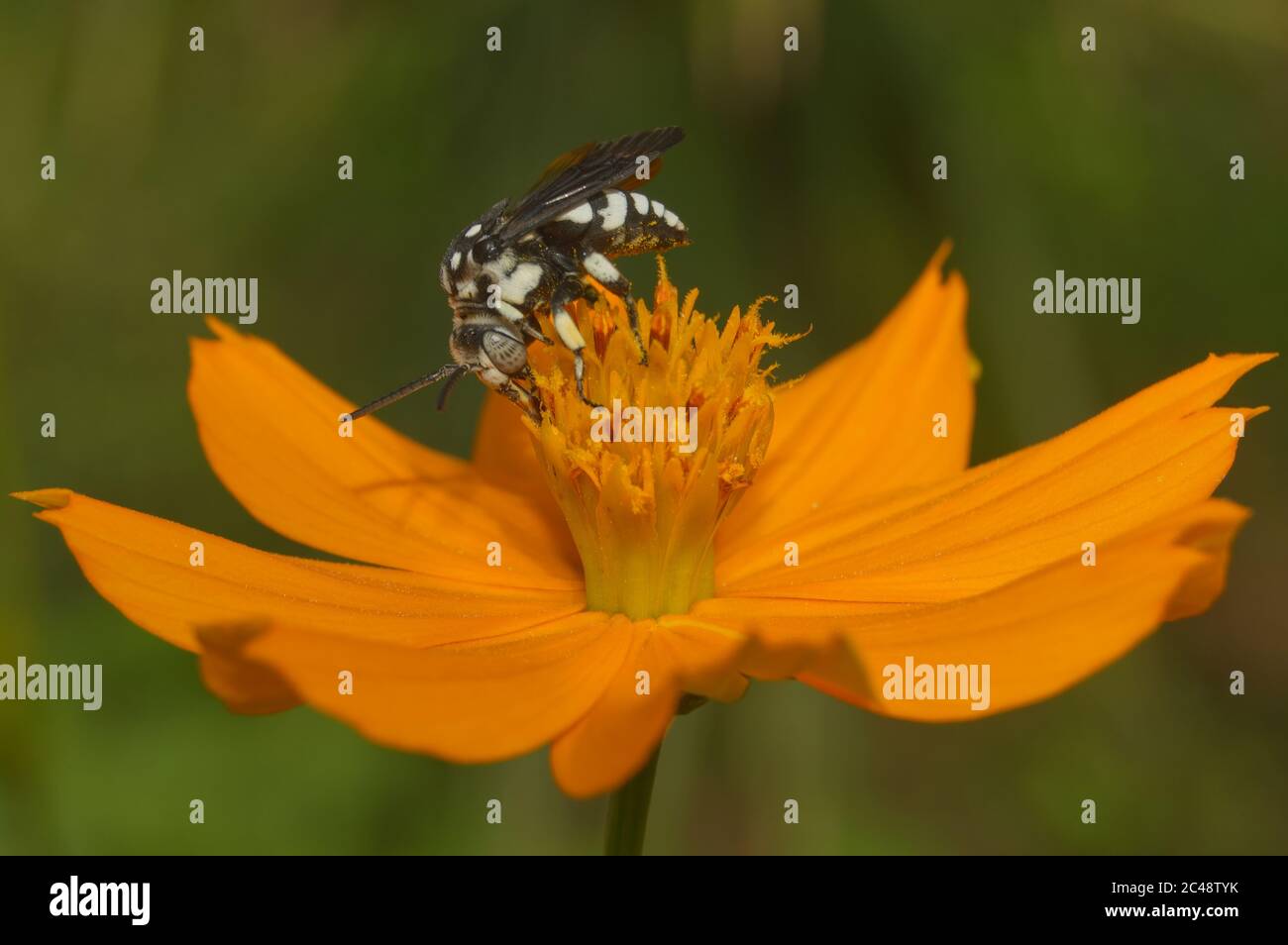 bee on flower Stock Photo - Alamy