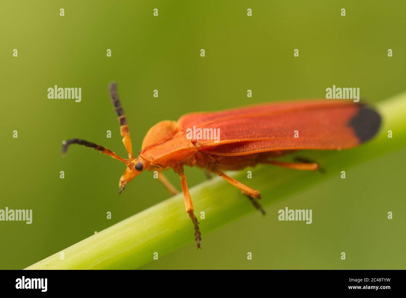 Insect of india hi-res stock photography and images - Alamy