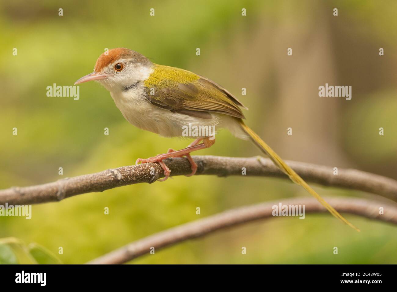 Indian tailorbird hi-res stock photography and images - Alamy