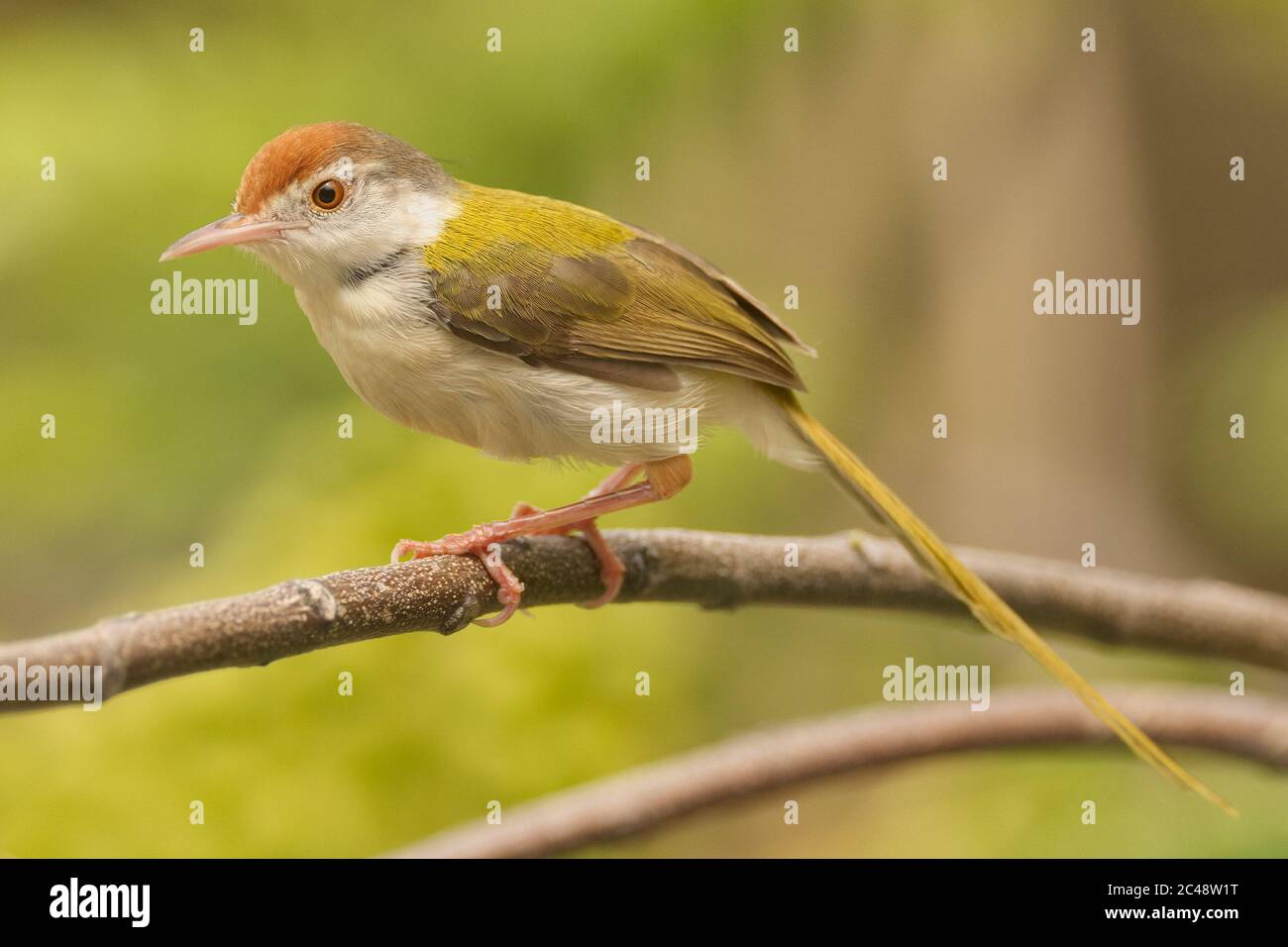 Common Tailorbird (Orthotomus sutorius Stock Photo - Alamy