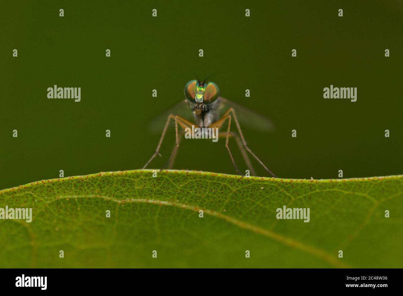 Long legged flies hi-res stock photography and images - Alamy