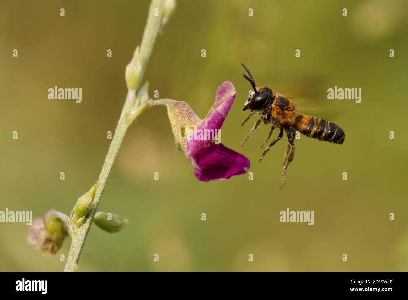 bee in flight near a flower Stock Photo - Alamy