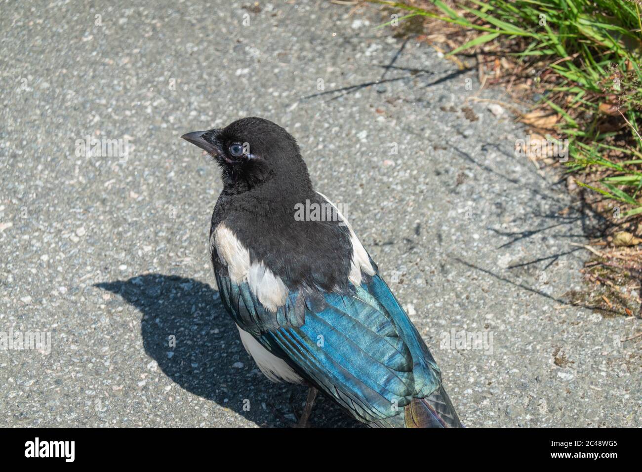 Juvenile Magpie on the ground Stock Photo - Alamy