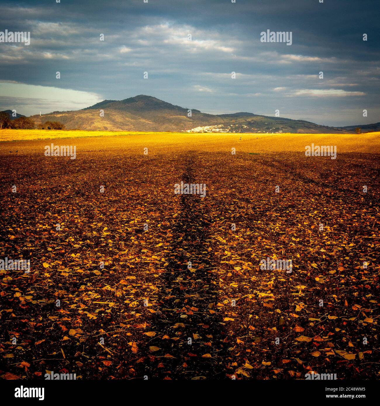 Shadow tree hi-res stock photography and images - Alamy