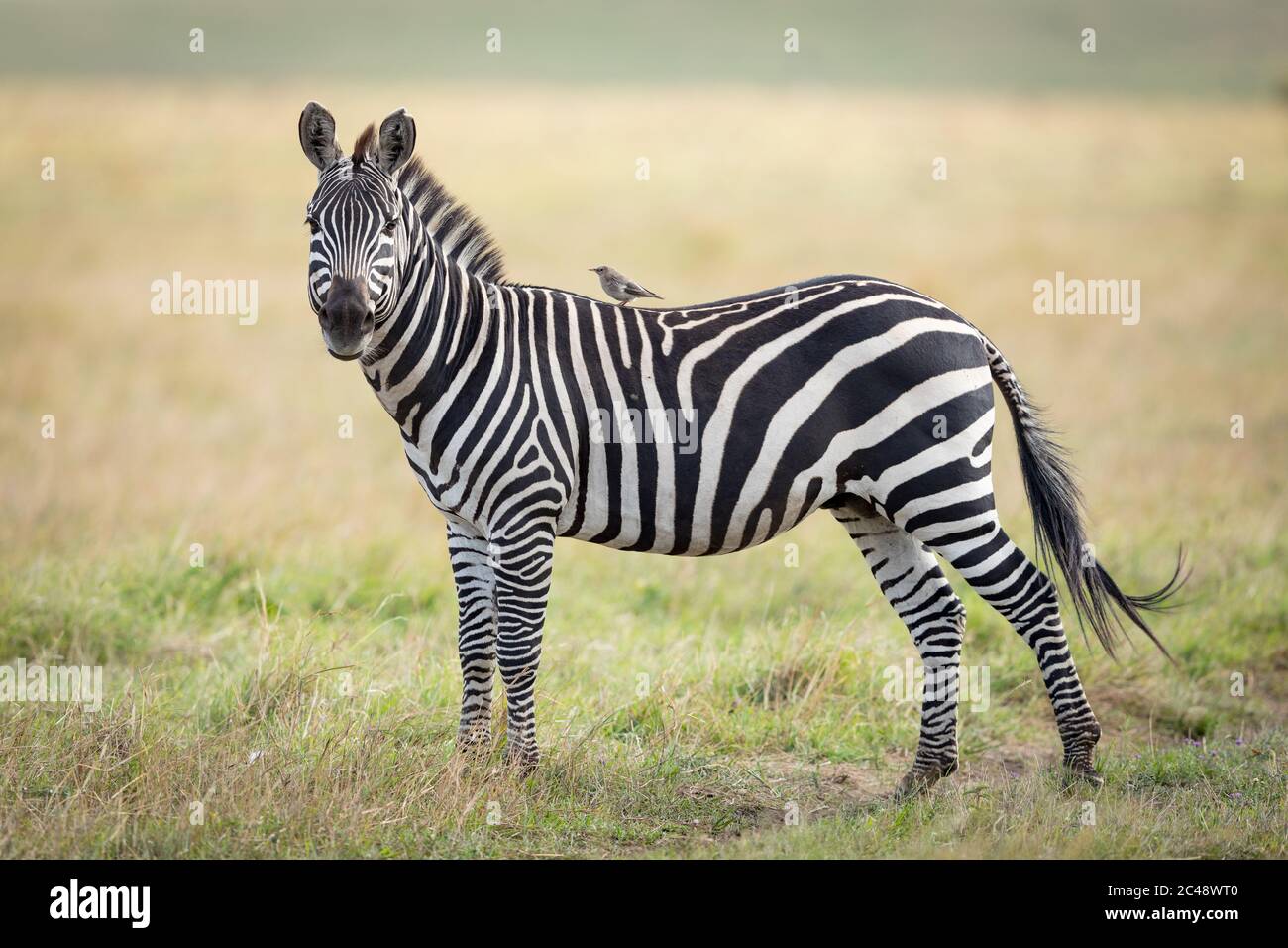 One alert zebra standing in the plains of Masai Mara with a small bird sitting on its back in ...
