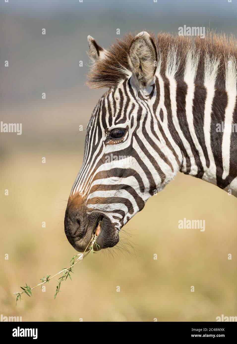 Warm up vertical hi-res stock photography and images - Alamy