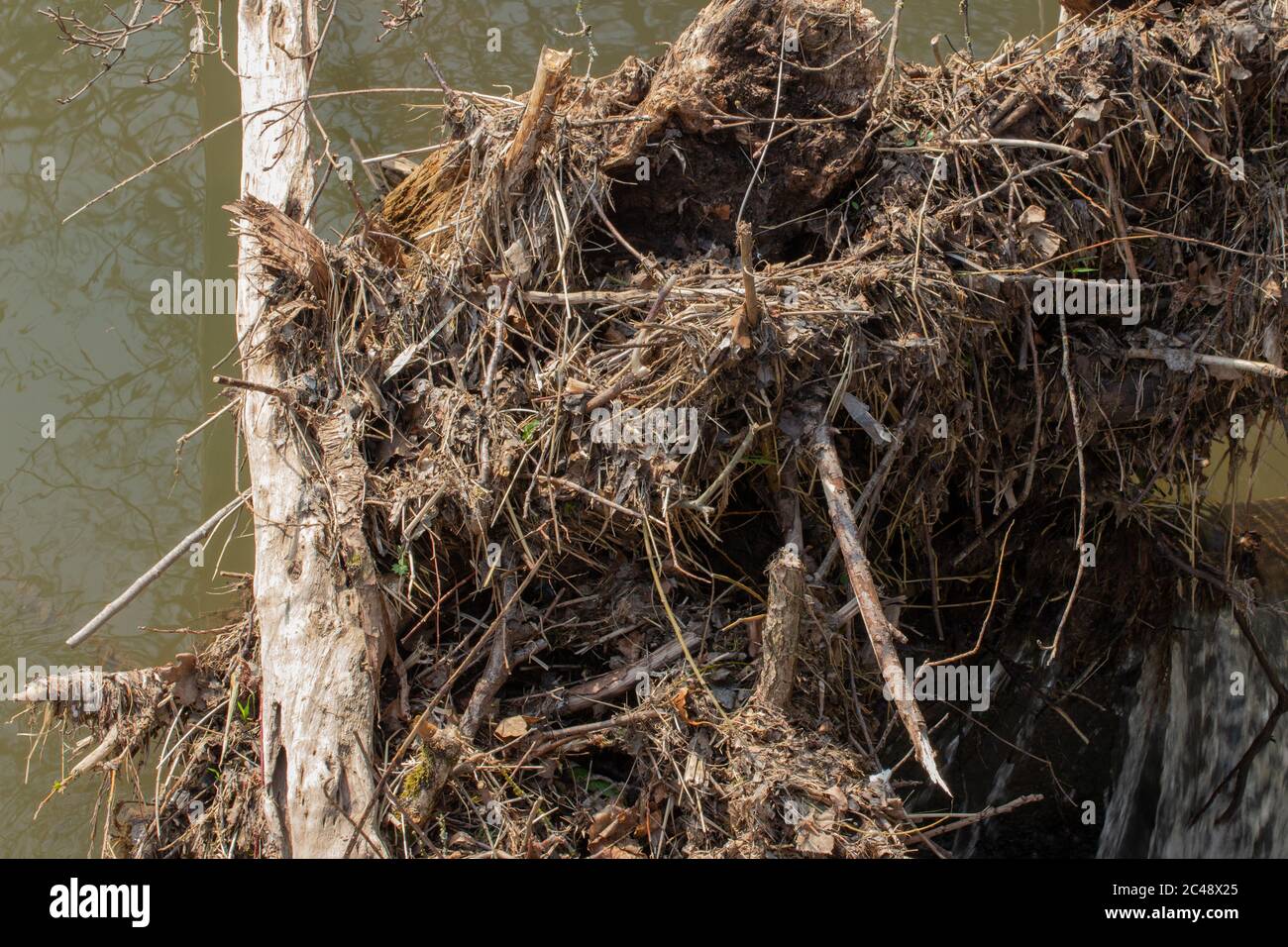 Natural dam made out of Branches and Rocks Stock Photo - Alamy