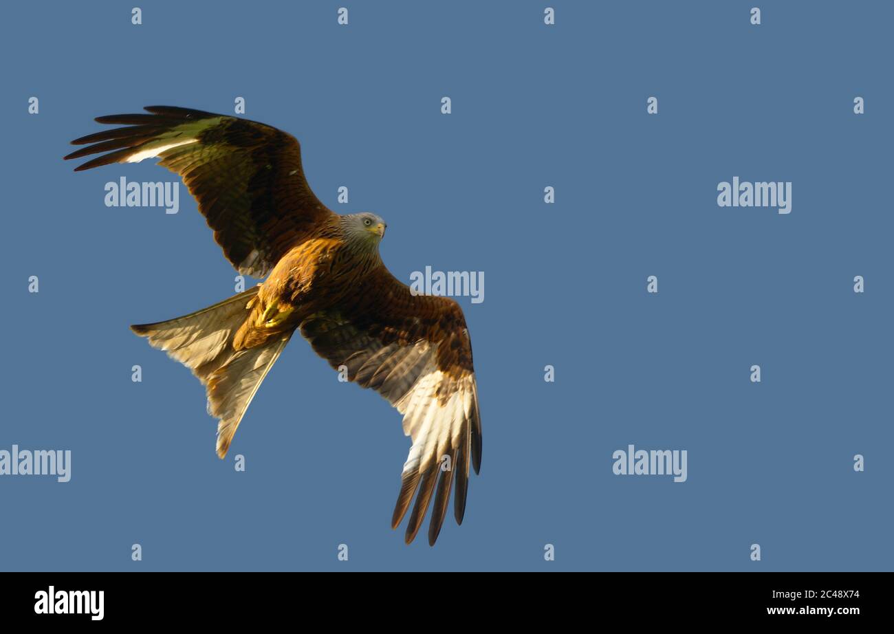 red kite flying overhead close up Stock Photo - Alamy