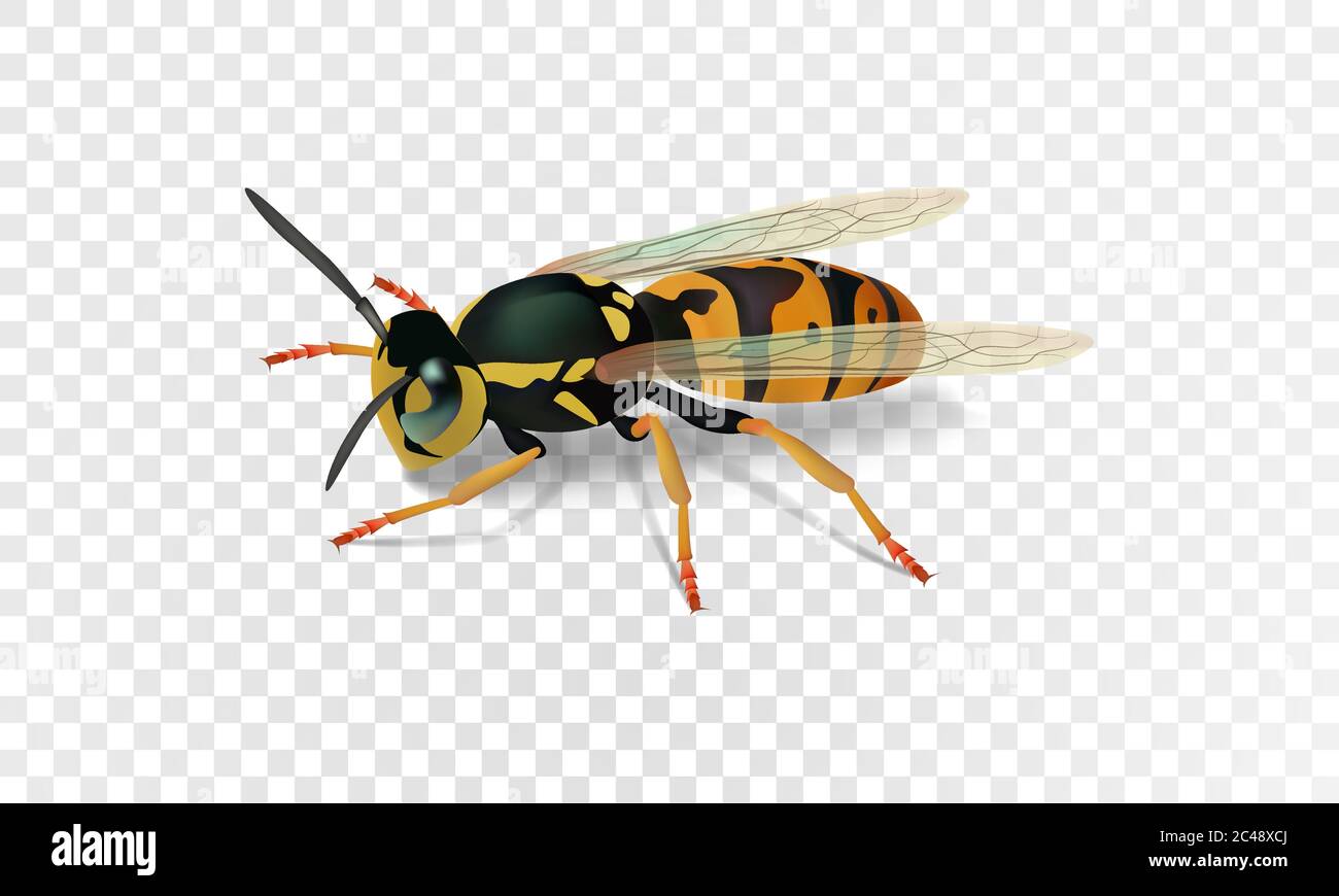 Realistic wasp. Vector illustration eps10 Stock Vector Image & Art - Alamy