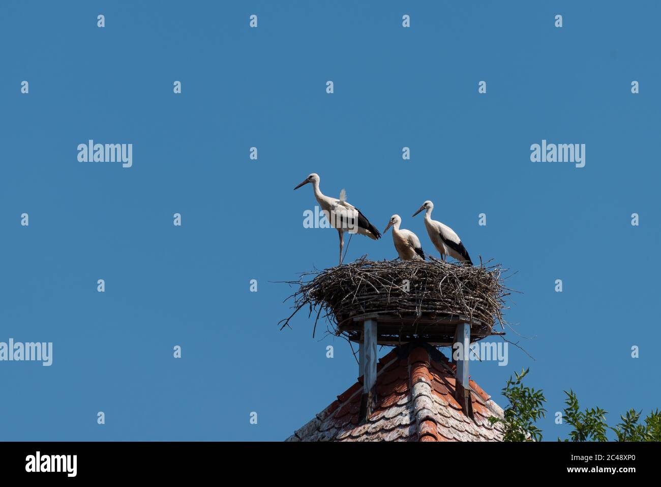 Three white storks in stork´s nest on roof of tower building with blue ...