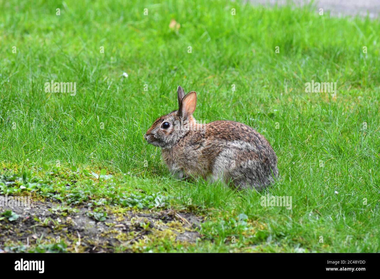 Common Urban Rabbit Lounging in Grass Stock Photo - Alamy