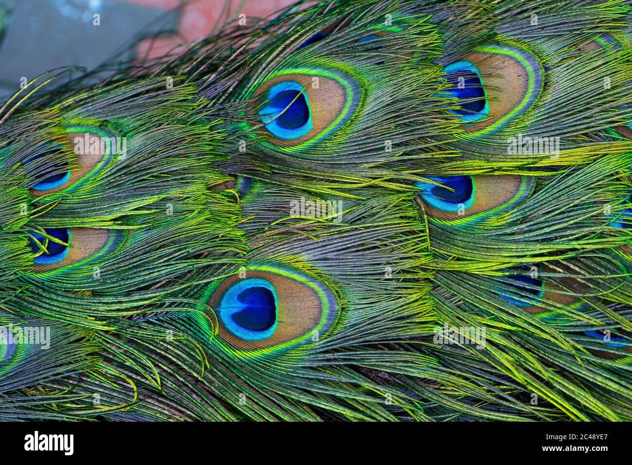 Close-up of a peacock's tail. Feathers on the tail of a peacock. Colors ...