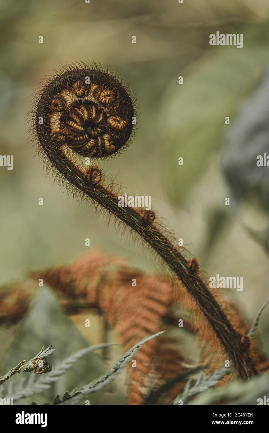 New zealand tree fern koru hi-res stock photography and images - Alamy