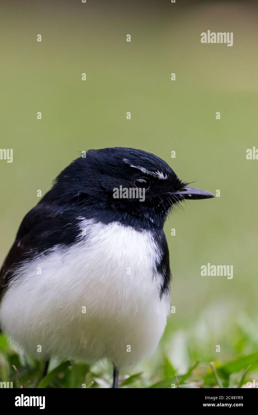 Black and white wagtail hi-res stock photography and images - Alamy