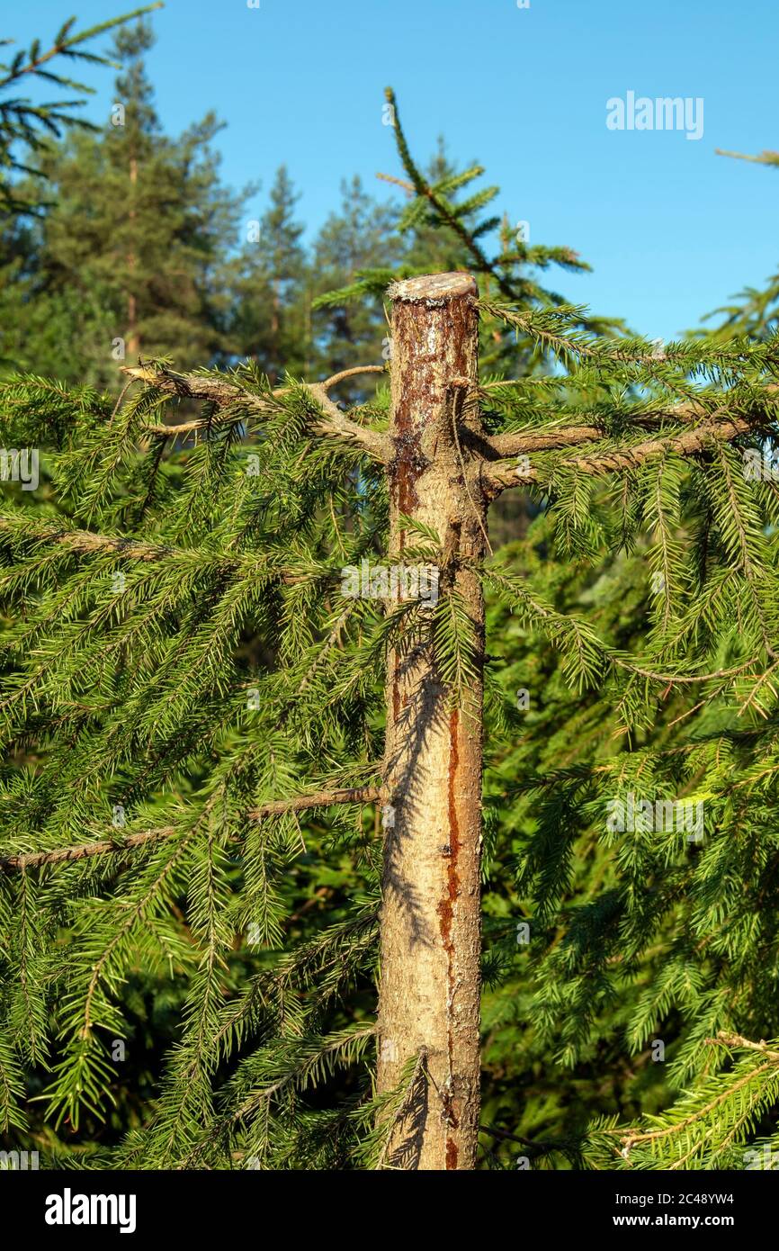 Norway spruce tree bark picea hi-res stock photography and images - Alamy