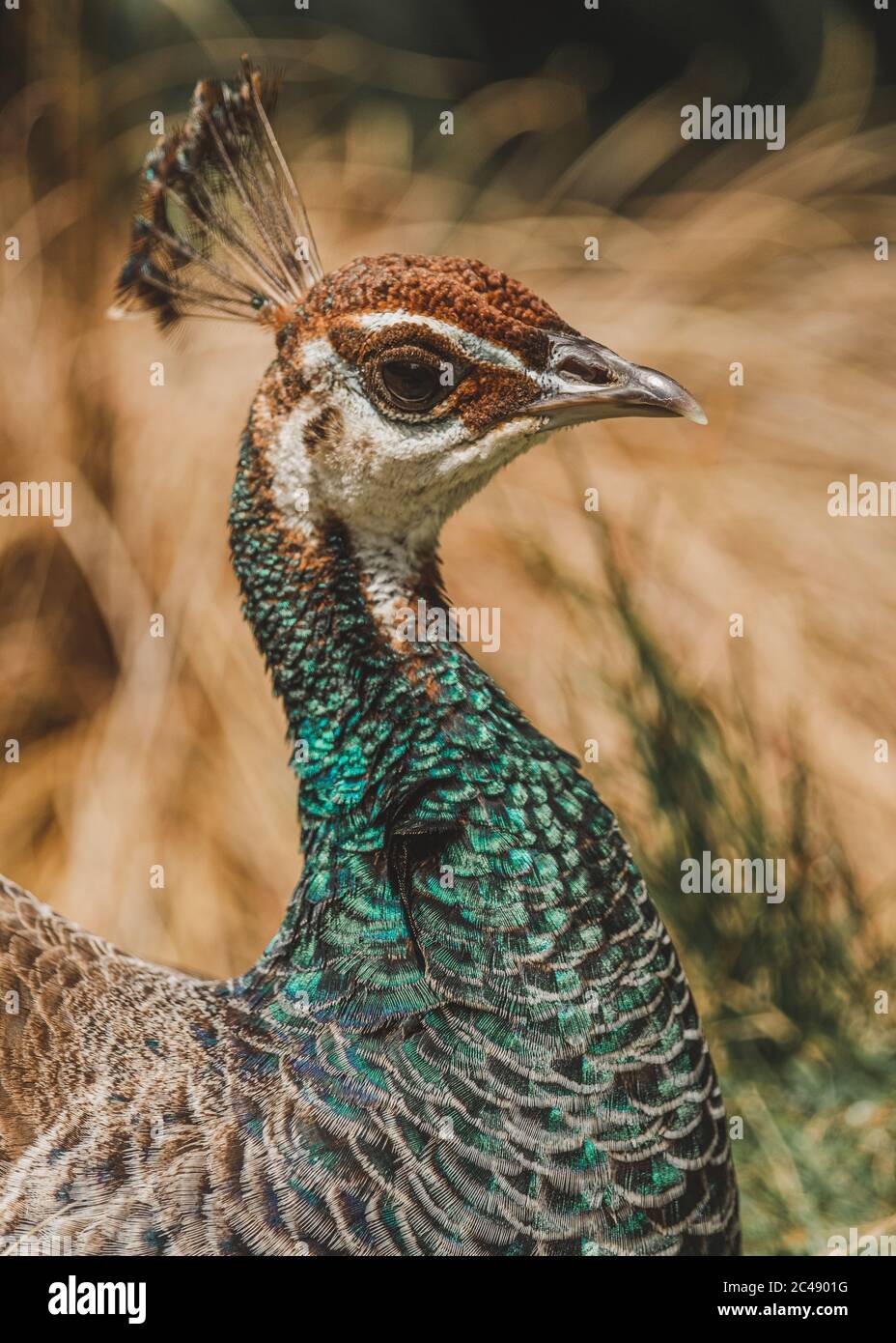 New zealand peahen hi-res stock photography and images - Alamy