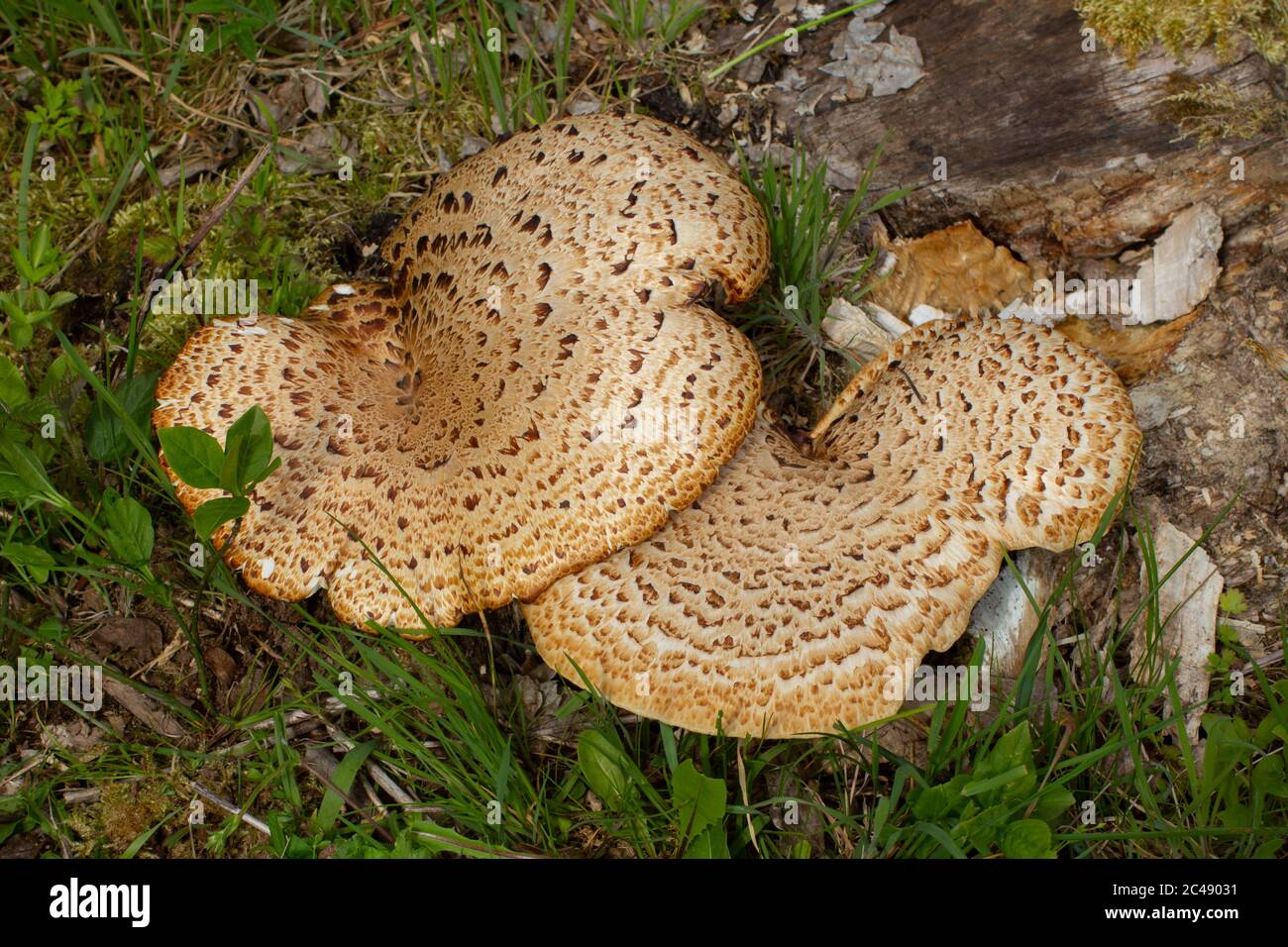 Pheasants back mushroom hi-res stock photography and images - Alamy