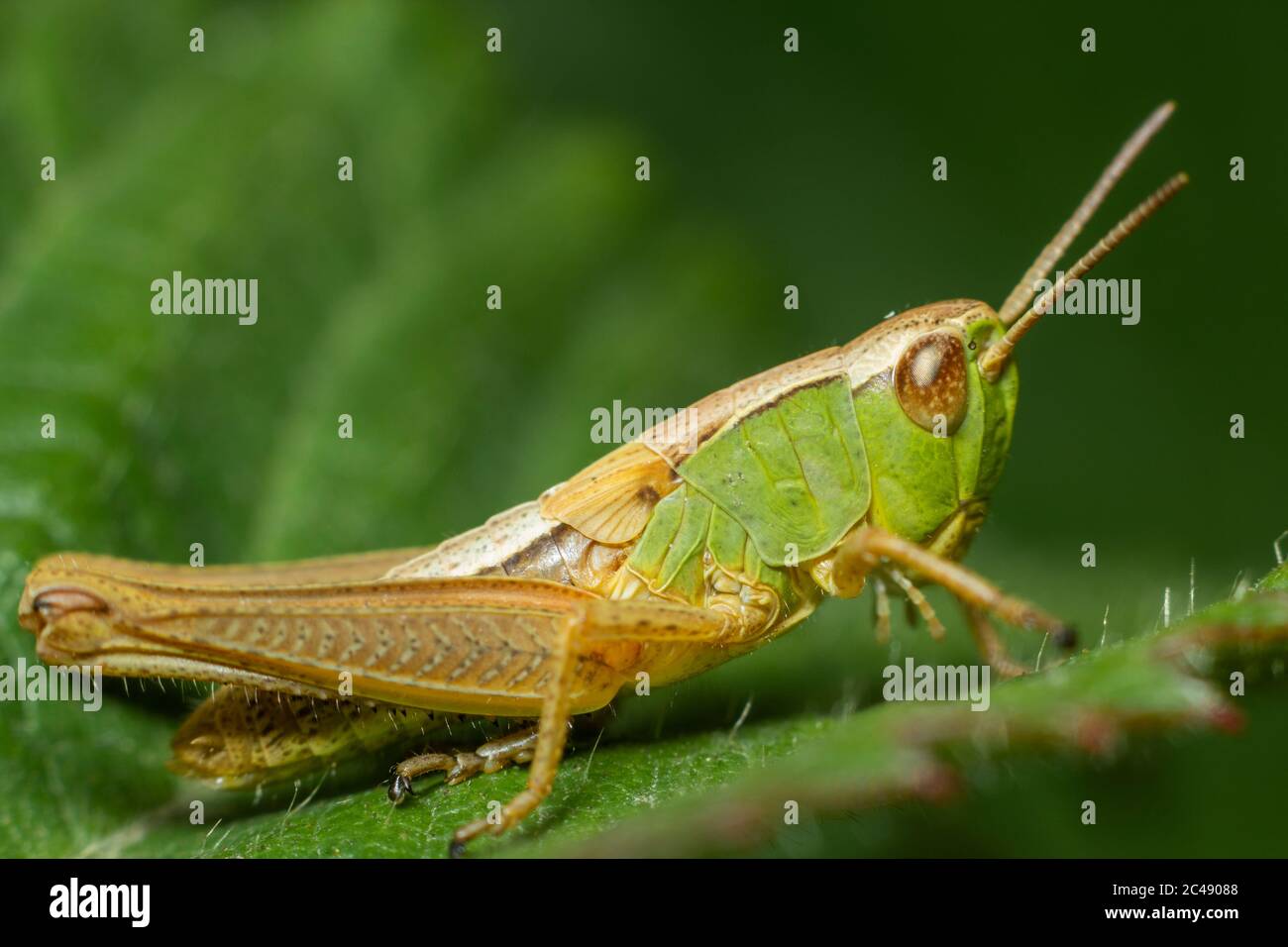 Profile of Slant-faced Grasshopper on leaf in Surrey, UK Stock Photo ...