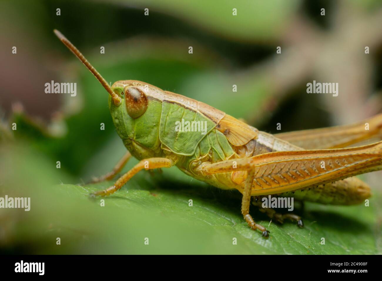 Profile of Slant-faced Grasshopper on leaf in Surrey, UK Stock Photo ...