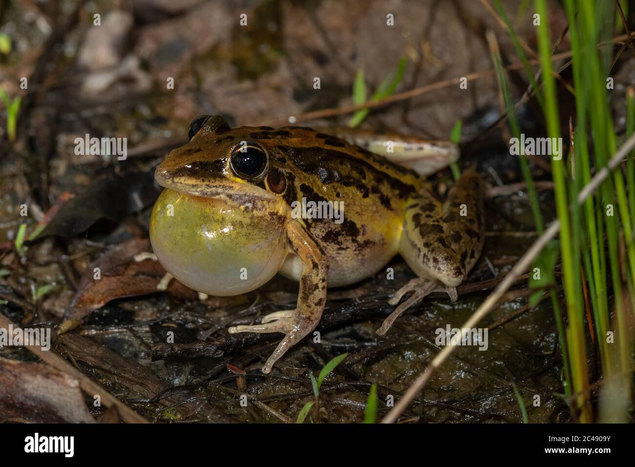 Striped rocket frog (Litoria nasuta) calling. Ravenshoe, Queensland ...