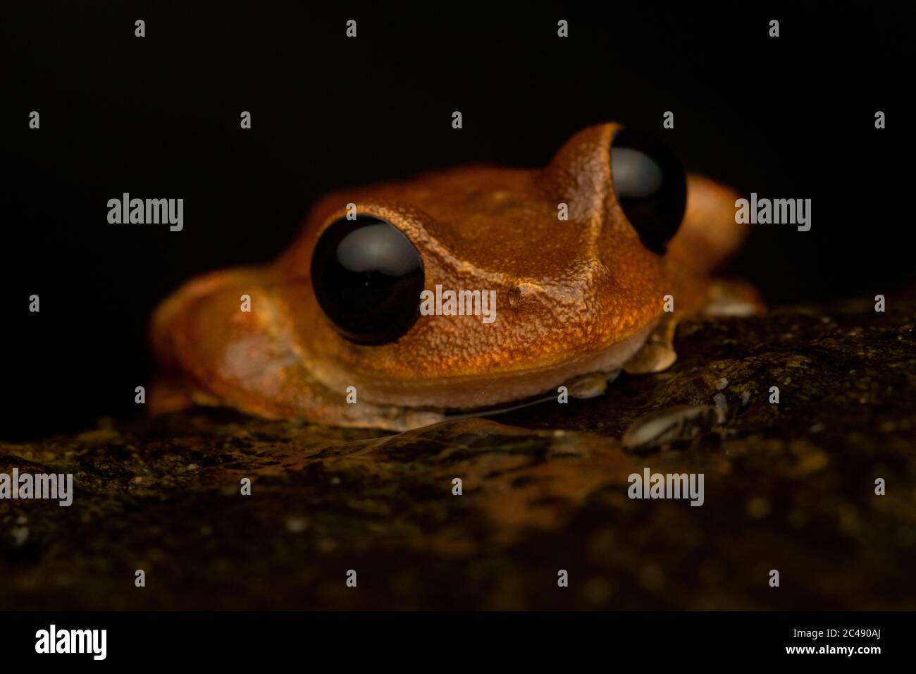 Endangered Australian lace-lid (Litoria dayi) frog. Cairns, Queensland ...