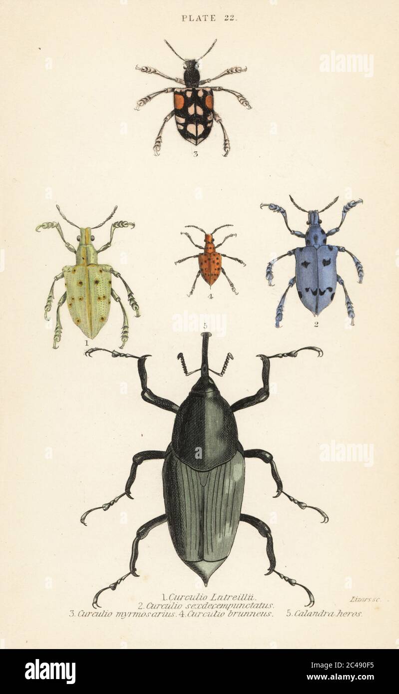 Weevils and beetles: Curculio latreillii 1, Curculio sexdecempunctatus ...