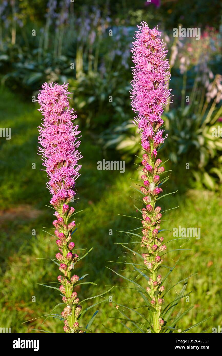 Close up of two flowering spikes of Liatris spicata 'Kobold' (commonly ...