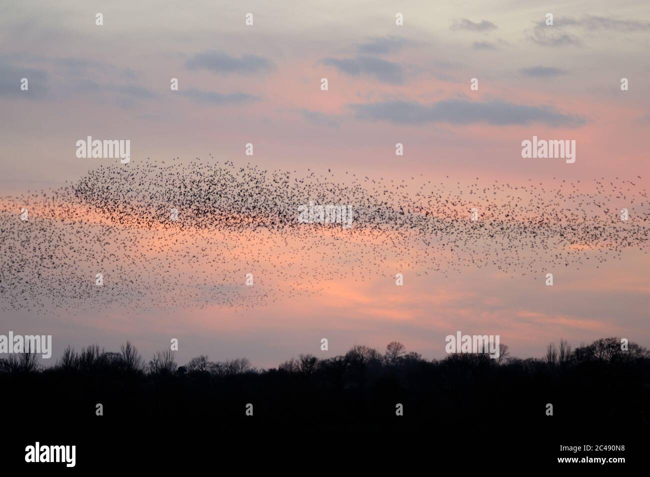 Starling Murmuration, Suffolk, UK Stock Photo - Alamy