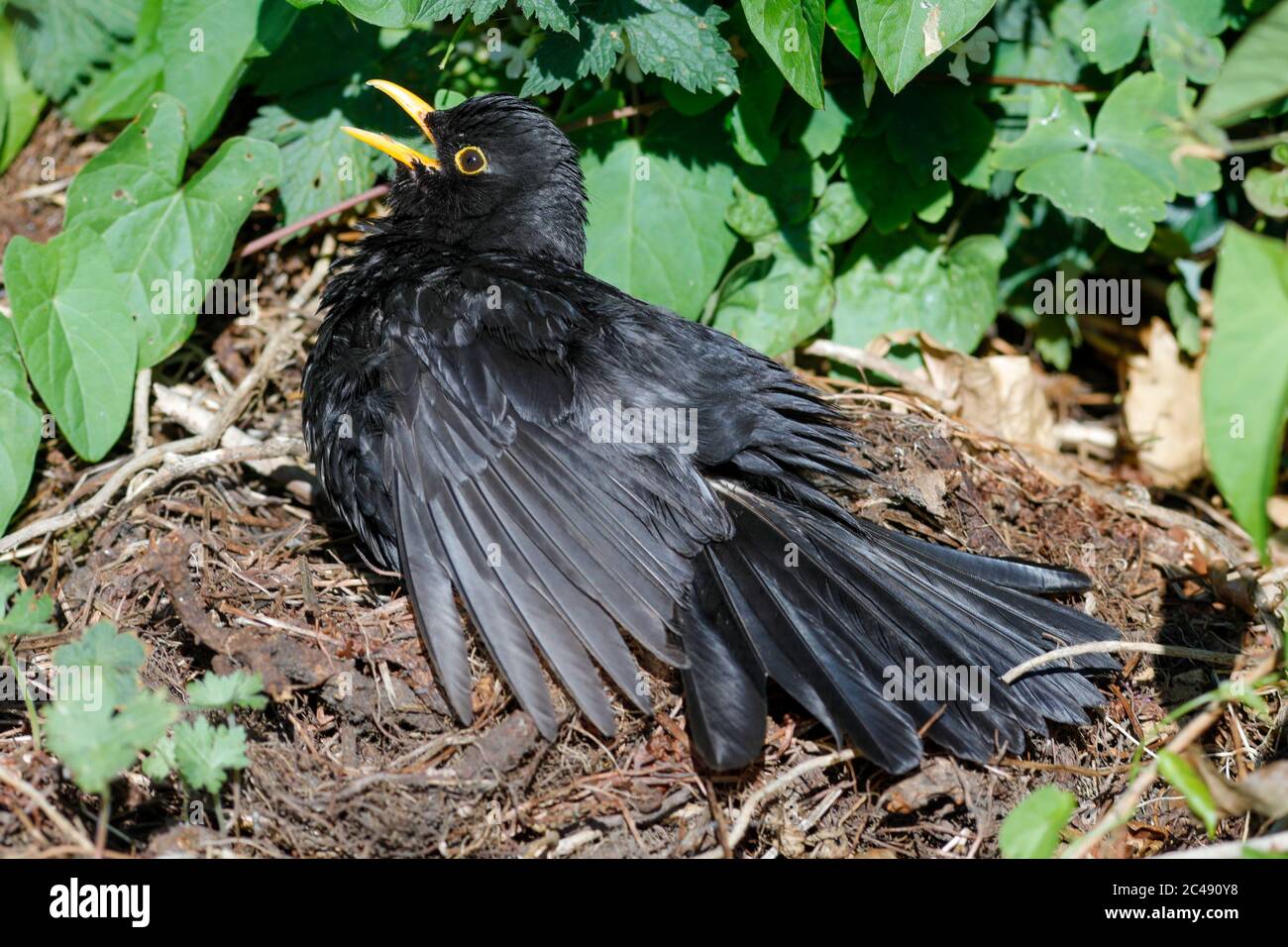 Fanning out hi-res stock photography and images - Alamy