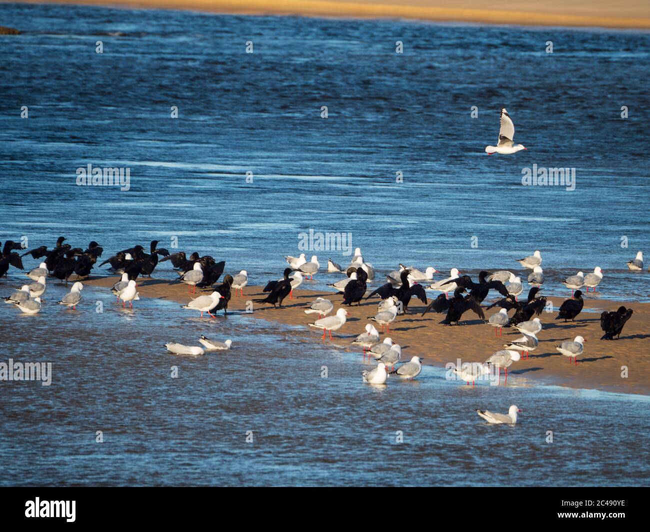 Birds at the beach Stock Photo - Alamy