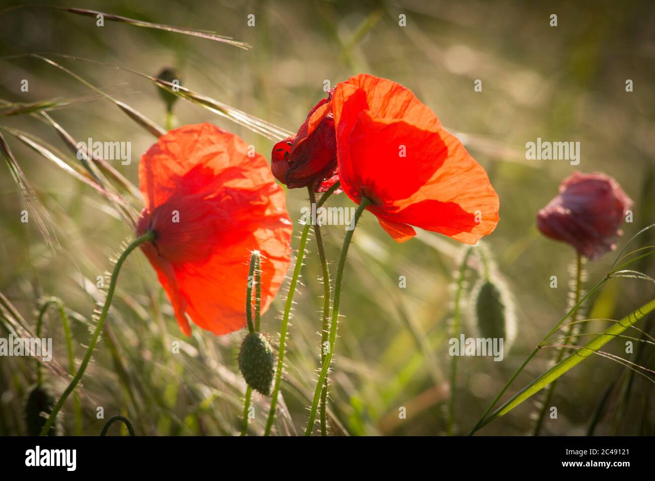 Close up poppy hi-res stock photography and images - Alamy