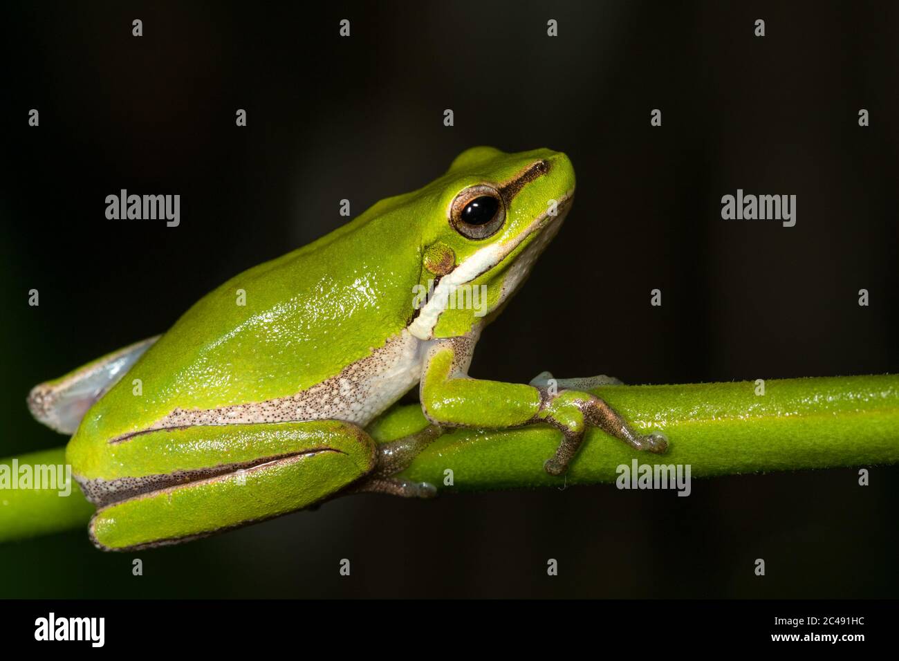 Eastern dwarf tree frog (Litoria fallax). Cabarita Beach, NSW ...