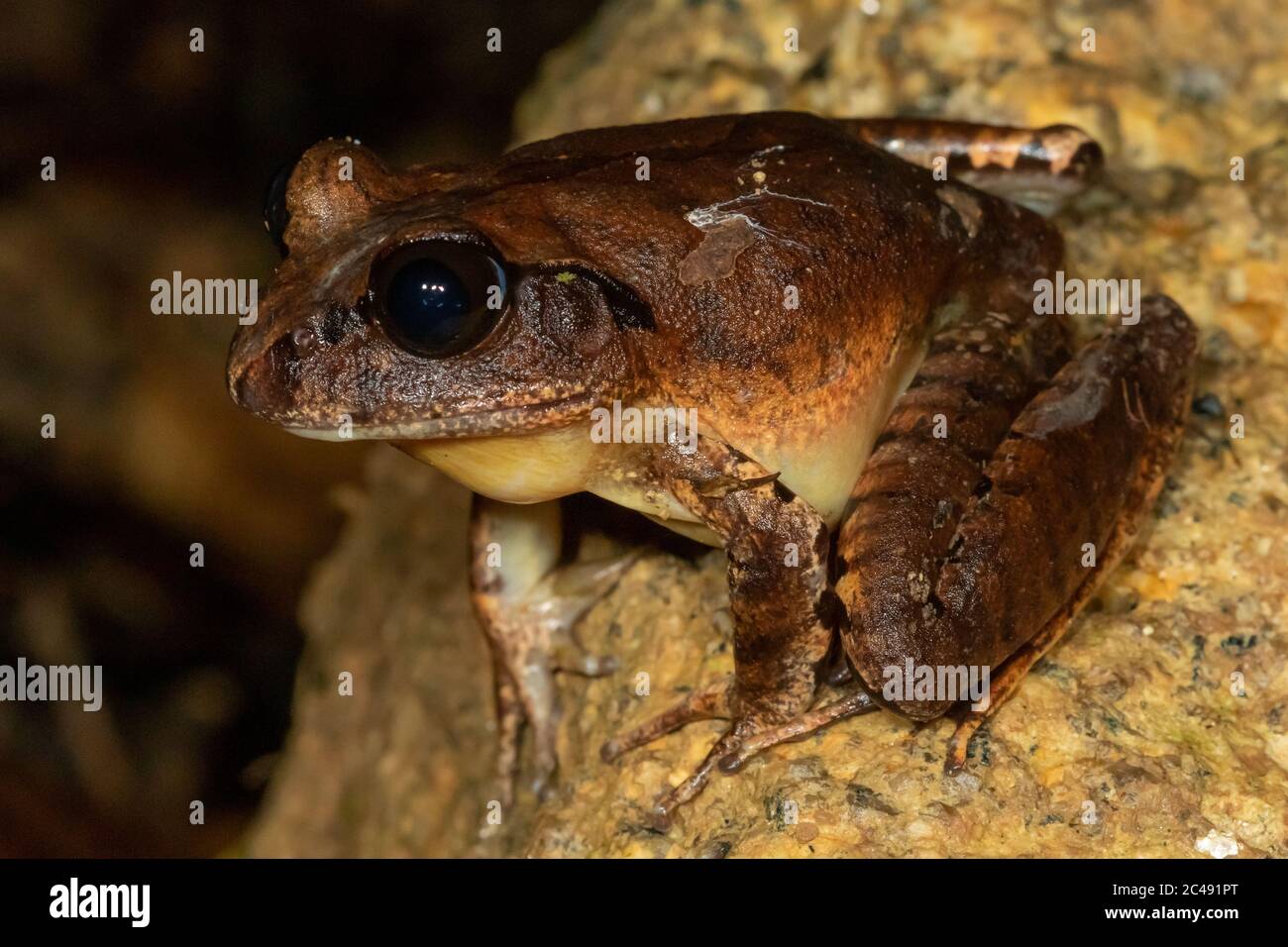 Carbine Barred Frog (Mixophyes carbinensis). Mt Lewis, Queensland ...