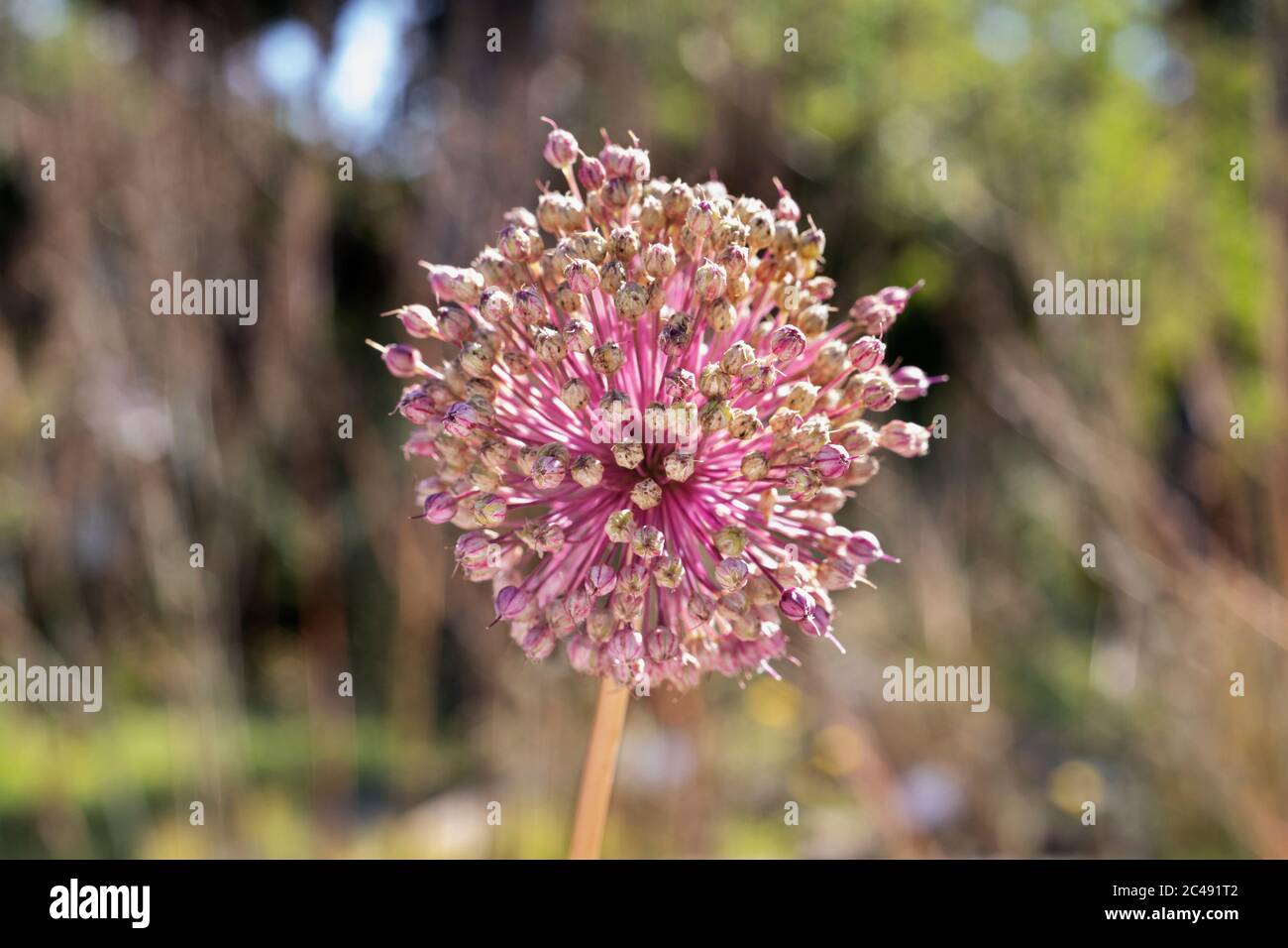 Ornamental allium flower Stock Photo - Alamy
