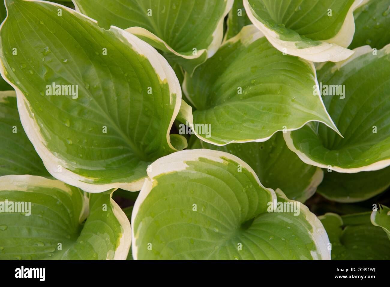 Full frame mottled textured leaves of Hosta with rain drops as the ...