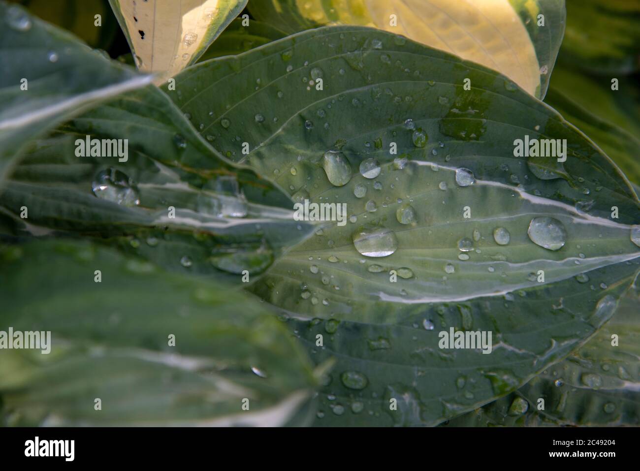 Full frame mottled textured leaves of Hosta with rain drops as the ...