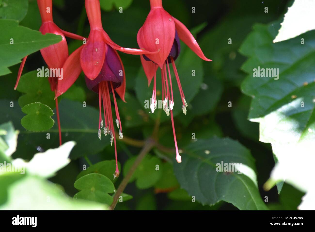 Red fuchsia in the garden with greenery Stock Photo - Alamy