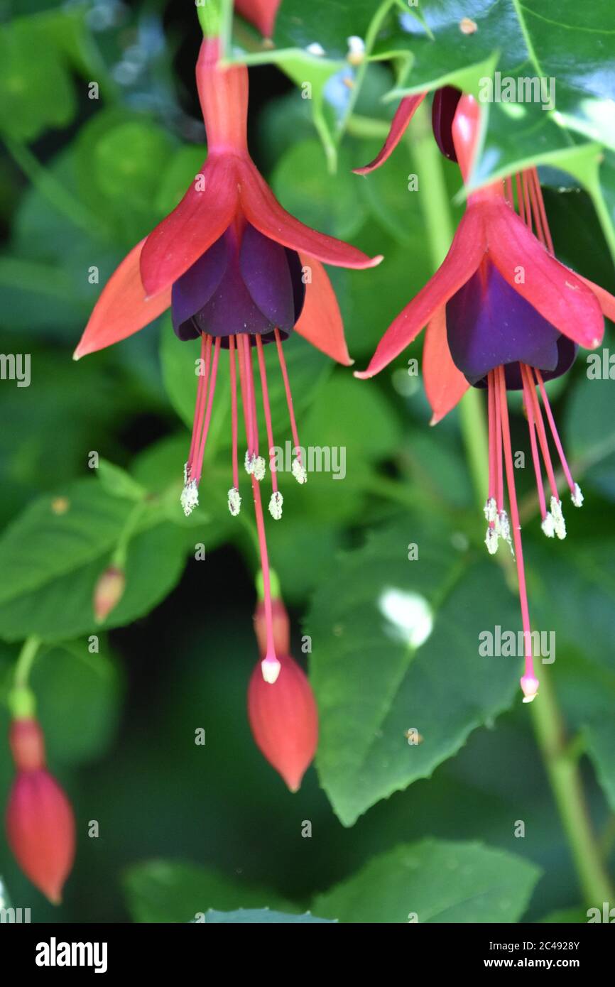 Fuchsia genus flowers hi-res stock photography and images - Alamy