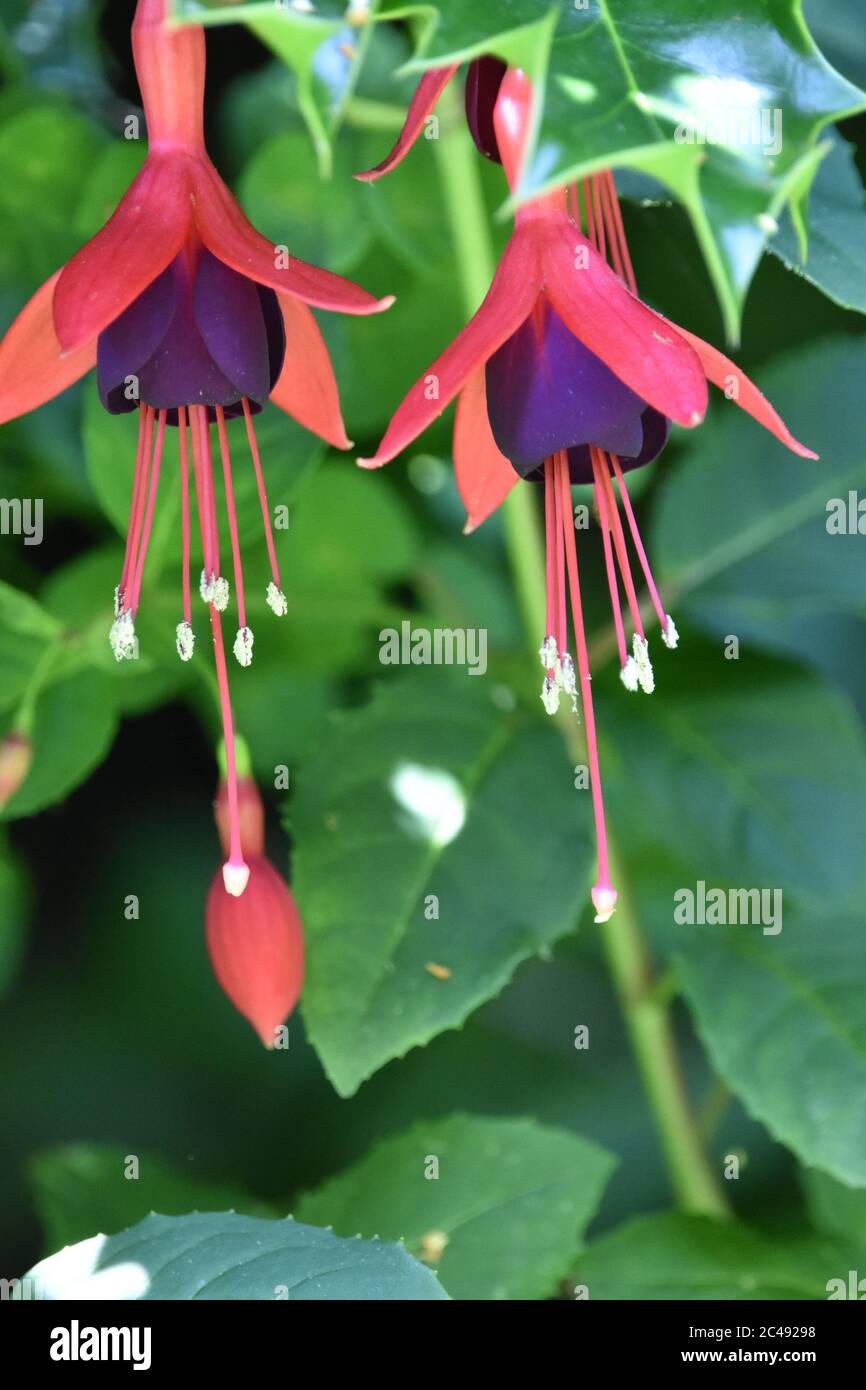 Red fuchsia in the garden with greenery Stock Photo - Alamy