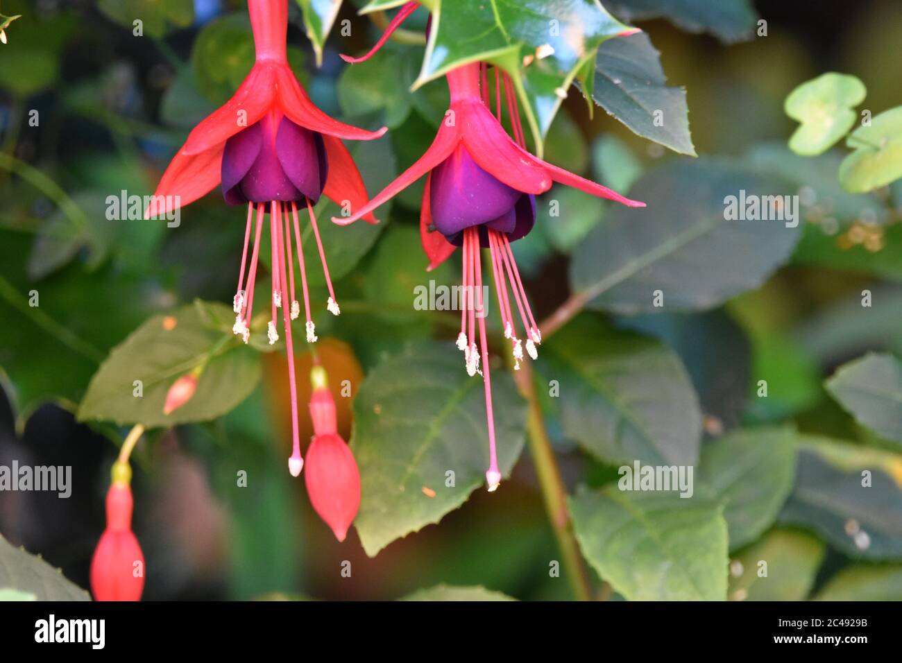Red fuchsia in the garden with greenery Stock Photo - Alamy