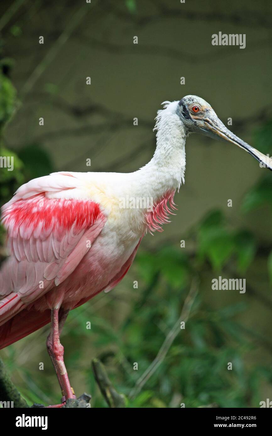 Rosalöffler hi-res stock photography and images - Alamy