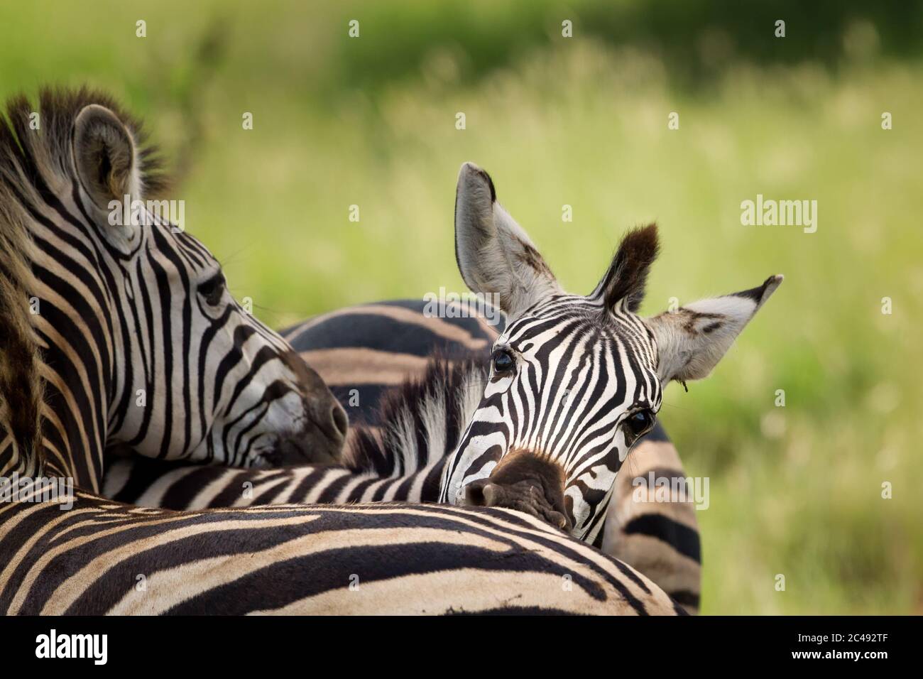 Zebra scratching back hi-res stock photography and images - Alamy